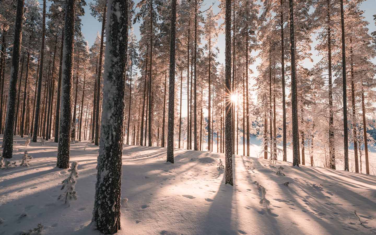 Rokuan luonto - Rokua Geopark ja Rokuan kansallispuisto