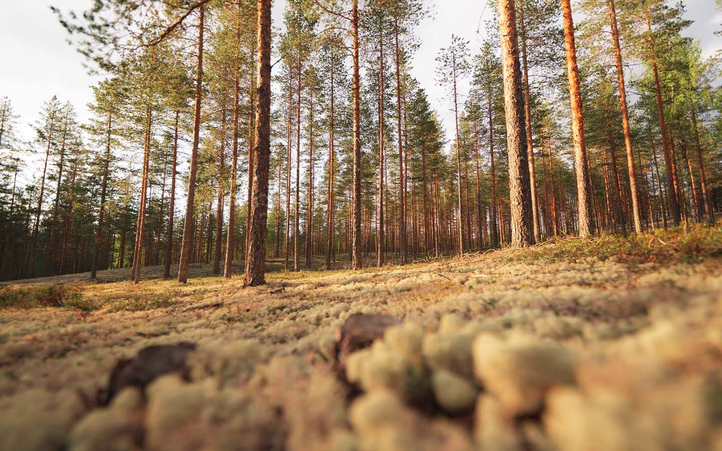 Kylpylähotelli keskellä kaunista luontoa - Rokua Health & Spa Hotel