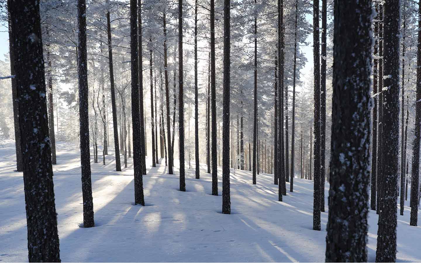 Rokua National Park - Finland's National Park at Rokua